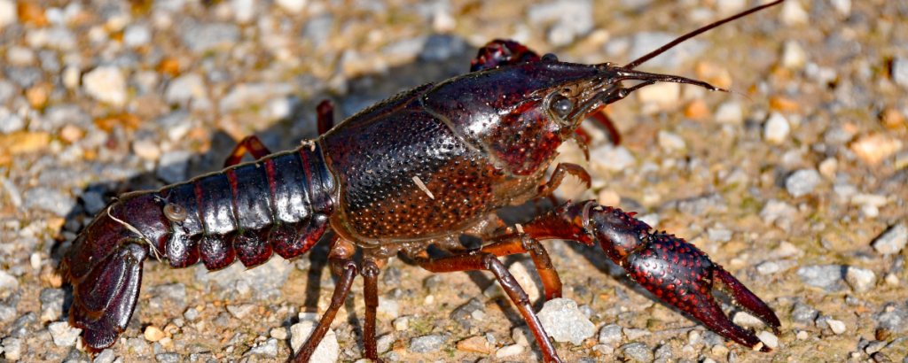 Study identifies a conserved mechanism of hematopoiesis in crayfish ...